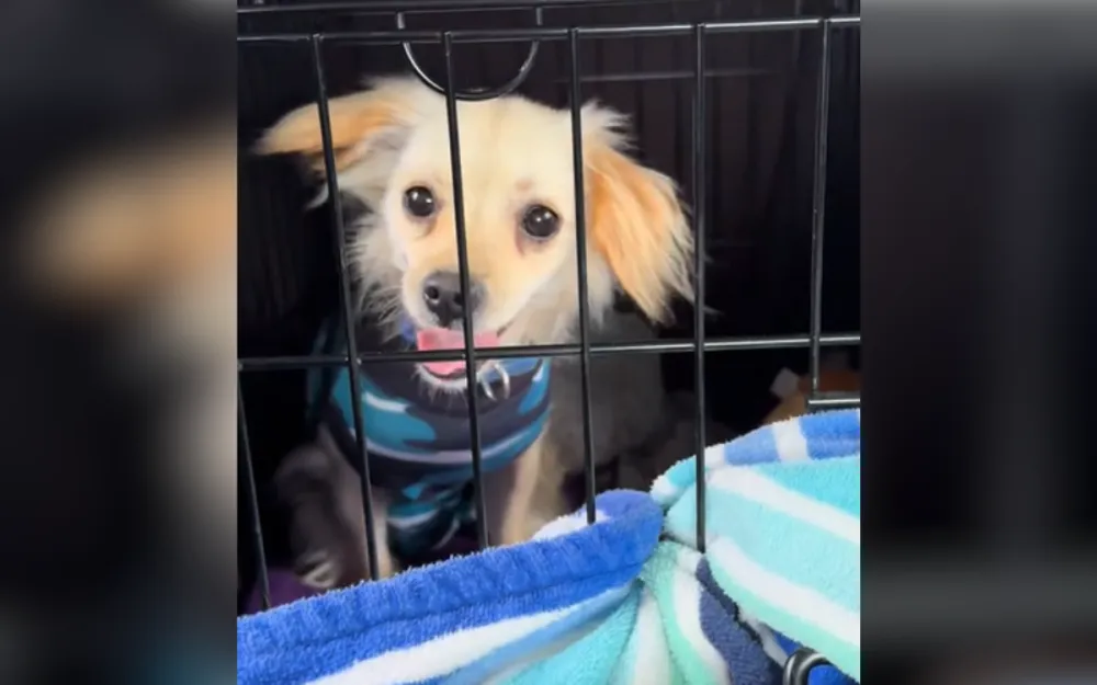 Dog Dumped By Road–Microchip Leads To Owner And Devastating 4-Word ...