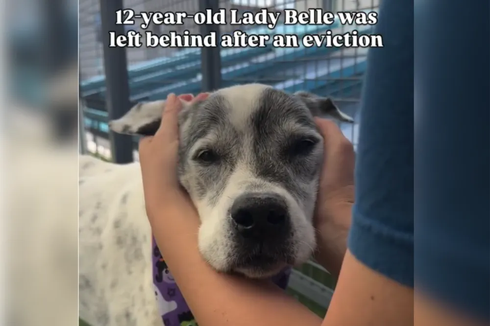 Hearts Break As Senior Dog Left Behind After Owners Evicted - Newsweek