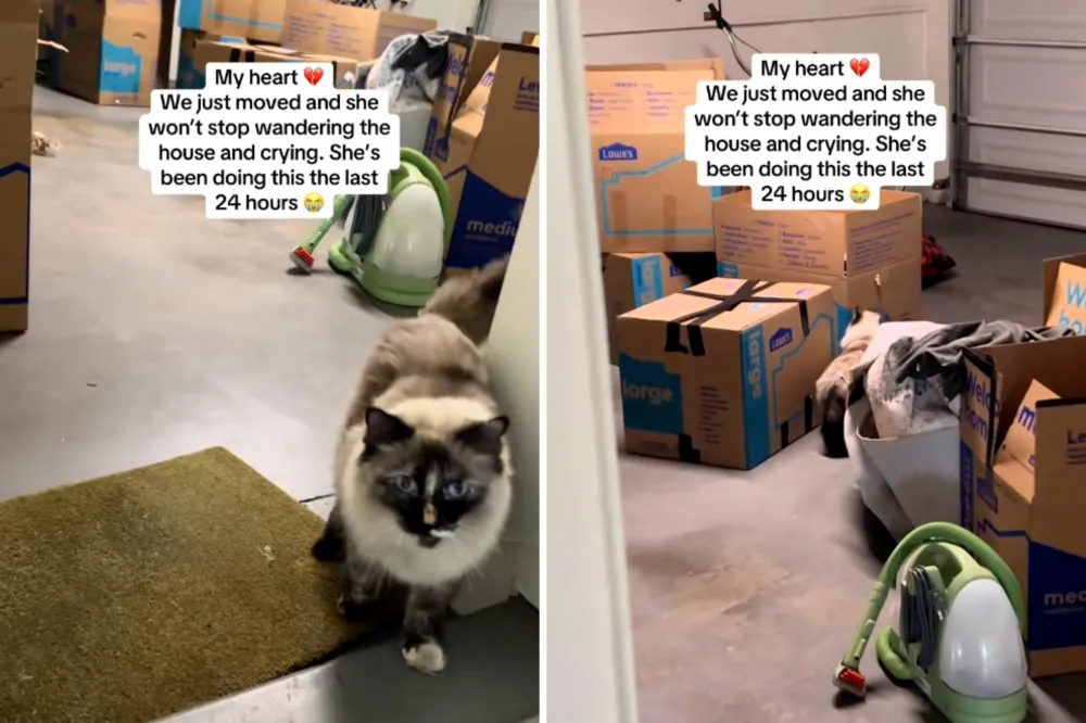 Cat Realizes She’s Moving Home, Her Reaction Breaks Owner’s Heart ...