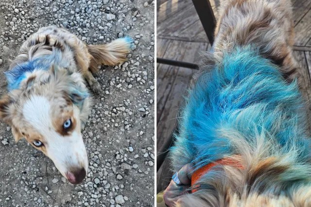 Woman Dyes Pond Blue—Then Realizes She Should Have Checked Where Dog ...