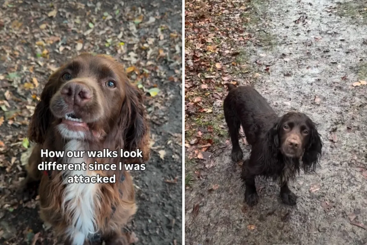 Woman and Cocker Spaniel Attacked—She Reveals Her 10 New Safety Rules ...