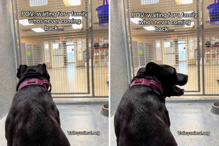 Pit Bull Sat Waiting for Family That Abandoned Her at Shelter Breaks ...