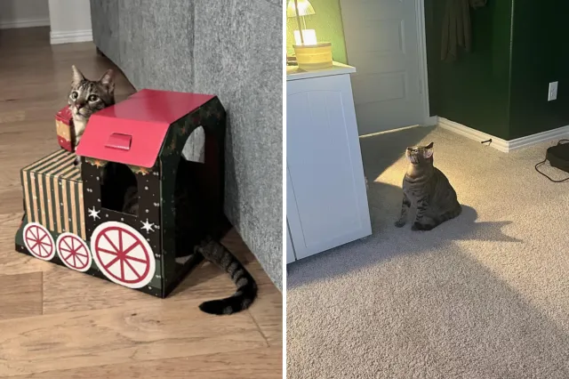 Cat Won’t Use Litter Box, Then Guests With Baby Arrive—Everything ...