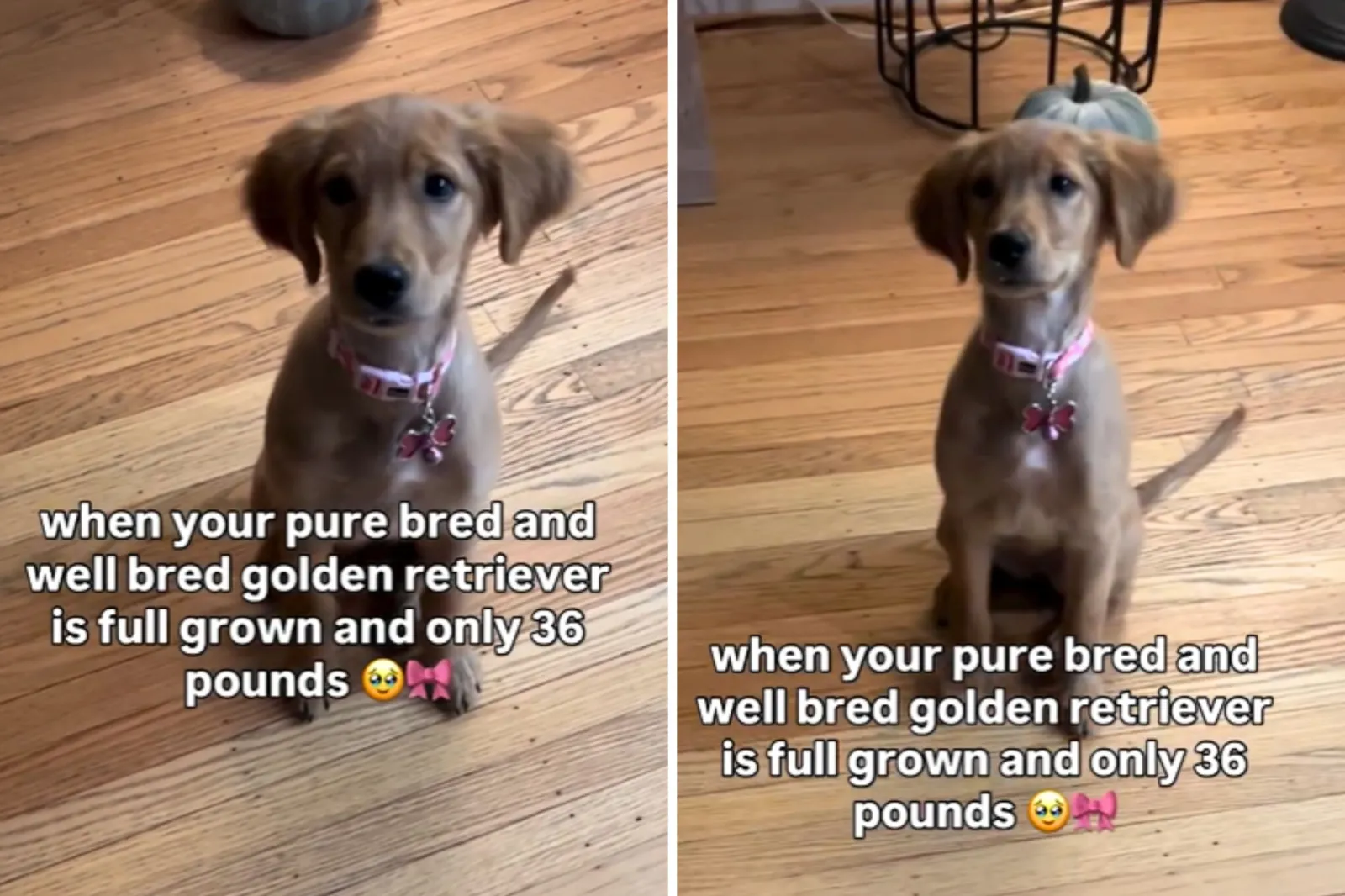 Owners DNA Test ‘Full Grown’ Dog Who’s 36lbs, Not Prepared for the ...