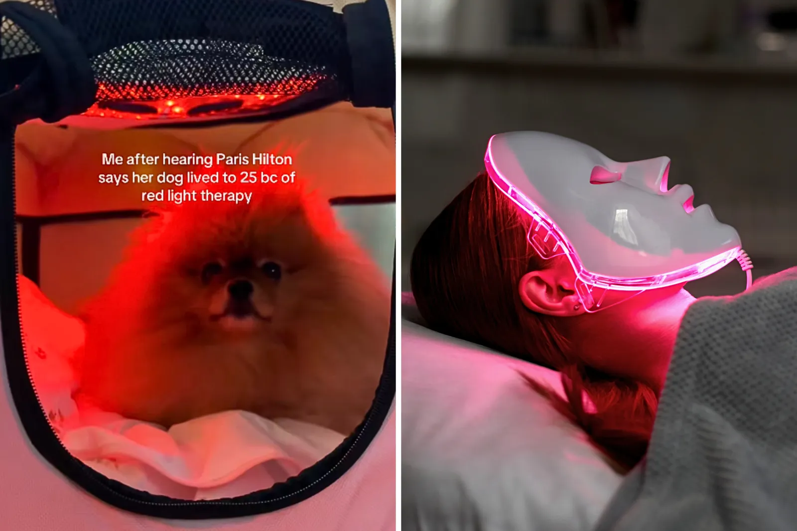 Do Dogs Benefit From Red Light Therapy? Experts Have a Surprising ...