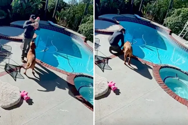 Security Cam Captures Pool Worker Arriving, Then ‘Scary Guard Dog ...