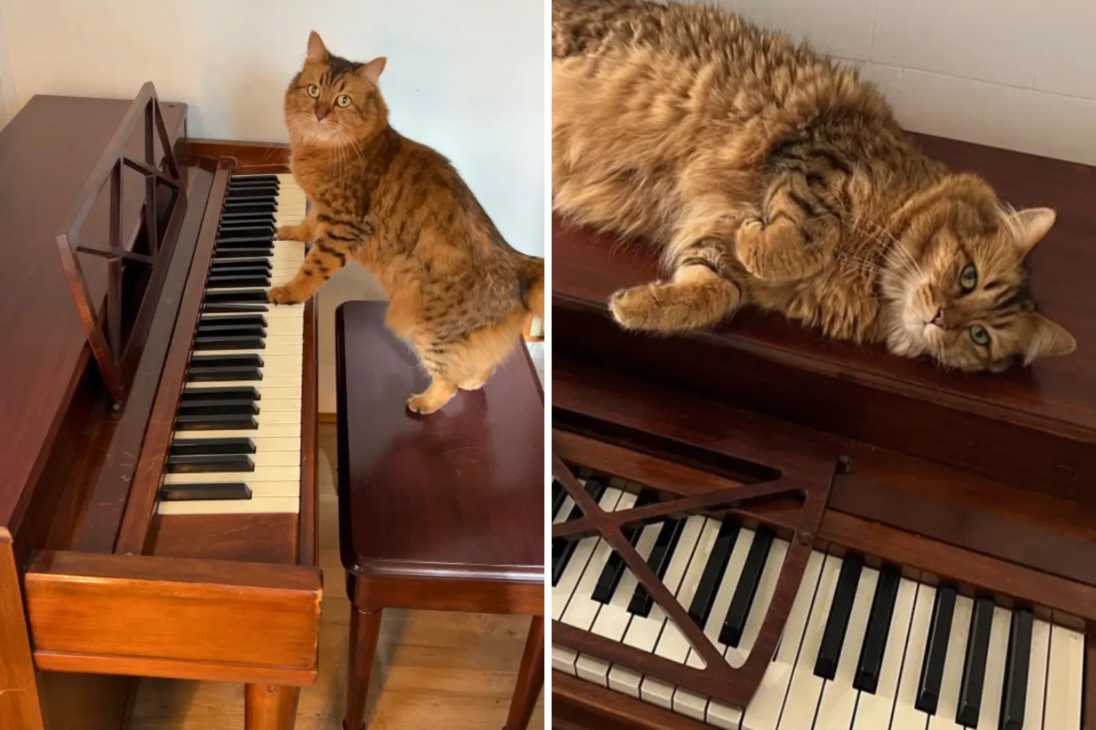 Cat Won’t Stop ‘Playing Piano’ at Night—Internet Can’t Believe It ...