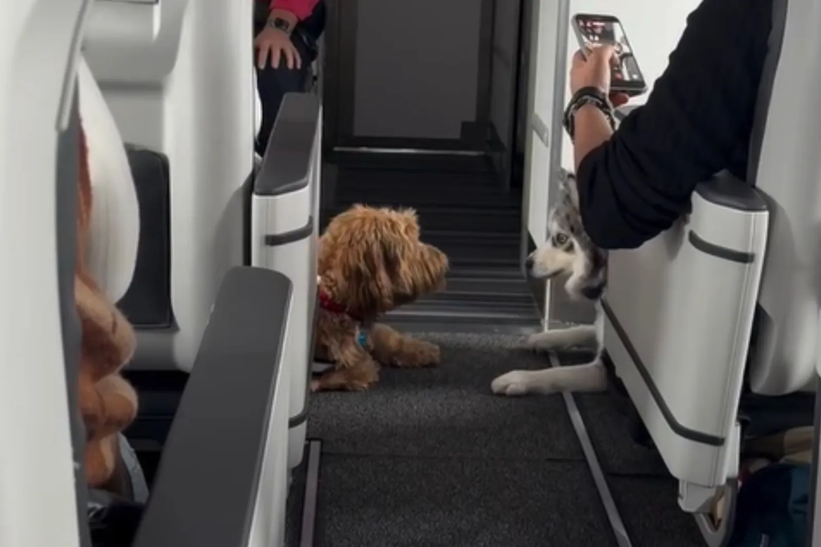 Pomsky sat next to dog on flight—no one ready for what happens next ...