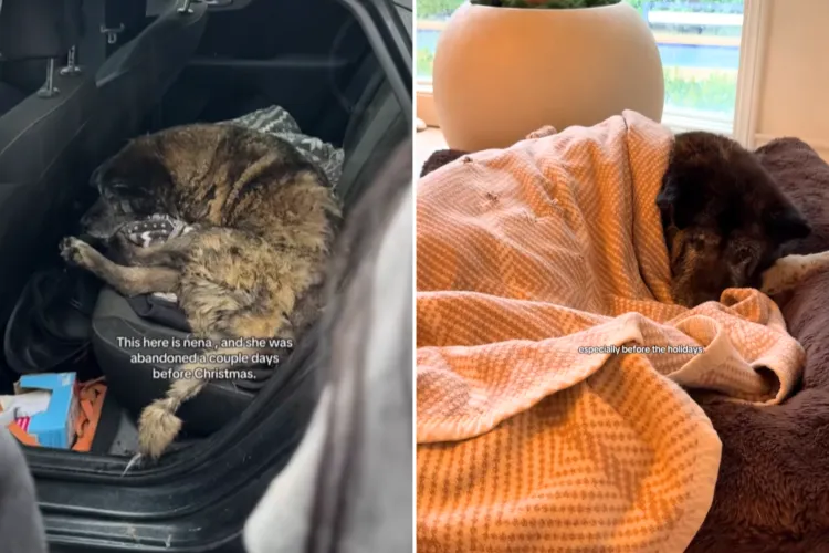 Tears As 14-Year-Old Akita Surrendered by Family Just Days Before ...