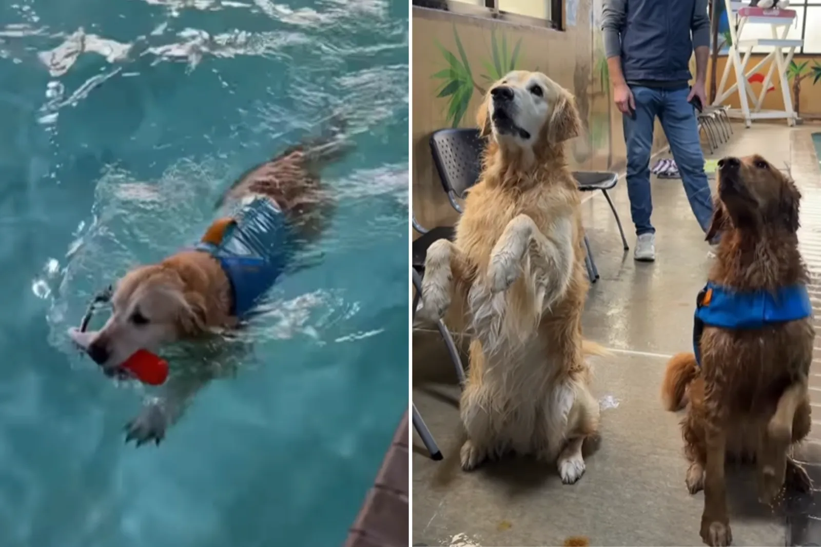 Golden Retriever Invited To Pool Party—Owner Films Heartwarming ...