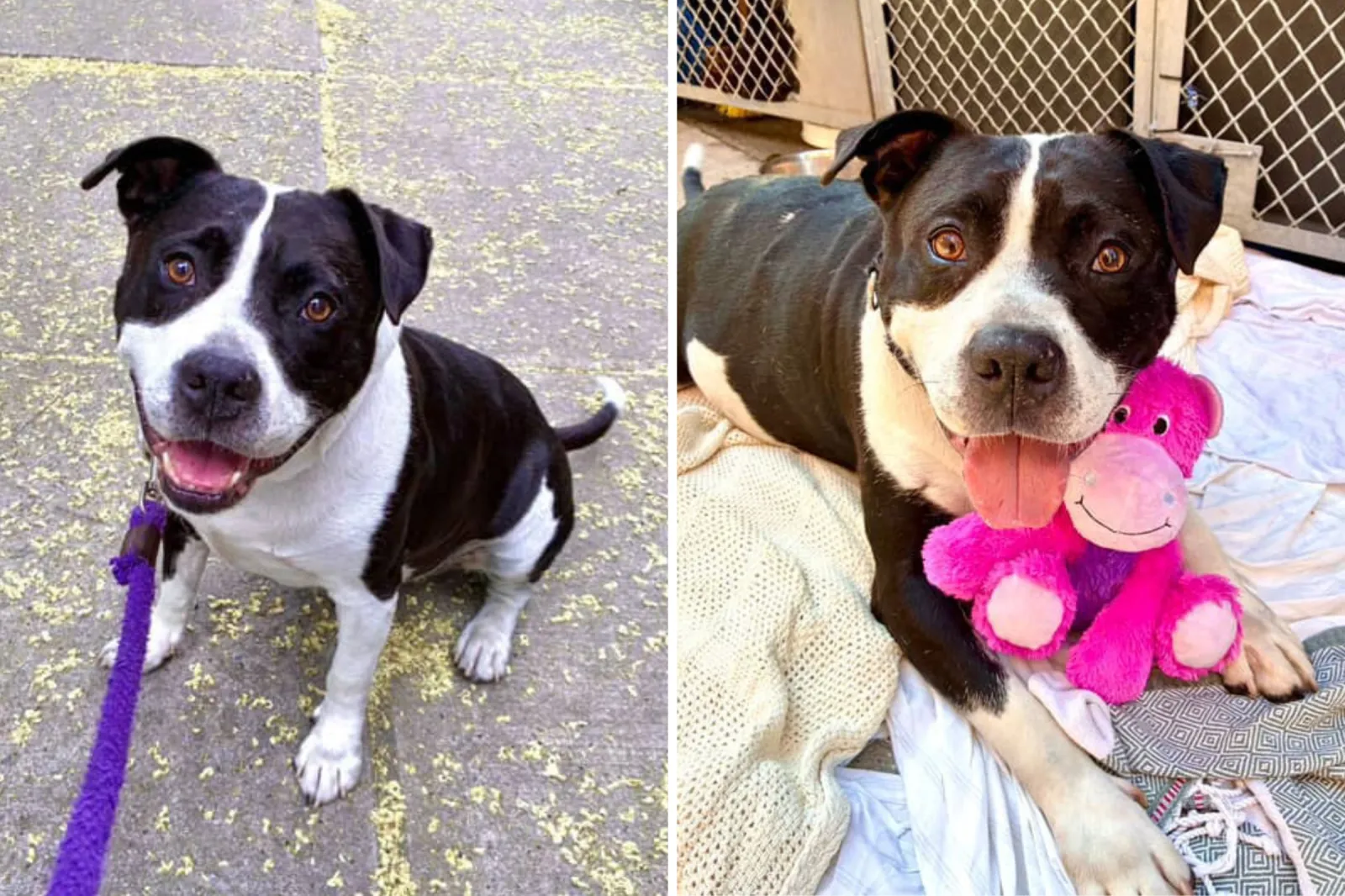 Dog Dumped Wearing Heartbreaking Sign—Then Comes Further Despair at ...