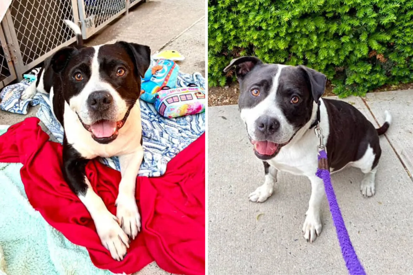 Dog Dumped Wearing Heartbreaking Sign—Then Comes Further Despair at ...
