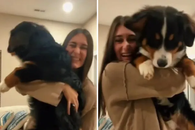 Corgi and Bernese Mountain Dog Have Puppies, Result Stuns Viewers ...