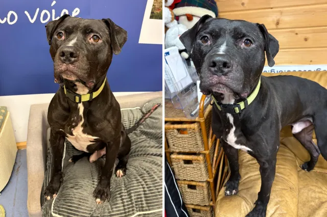 Hearts Break for Rescued ‘Bait Dog’ Covered in Scars With No ...