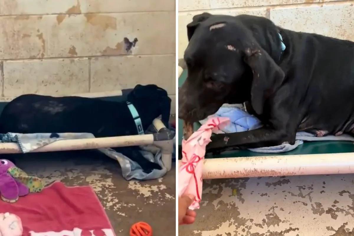 Shelter Assumes Dog Has Survived Being Run Over—Heartbreaking Truth ...