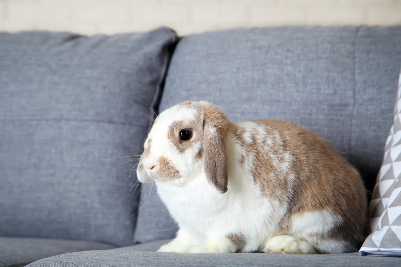 How Bunny Tells Owner She’s Ready To Leave Her Bedroom Goes Viral ...