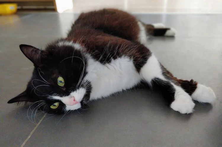 Vet Warns Kitten Will Be Drowsy After Anesthetic—Then Owner Arrives ...