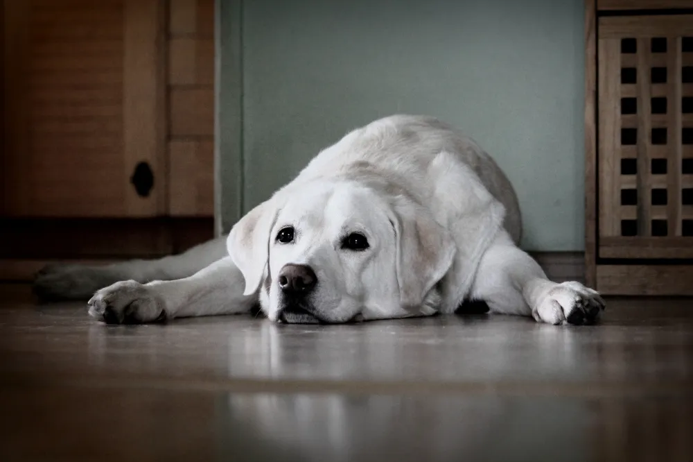 California Dog Warning Issued After Deadly Bacteria Found - Newsweek