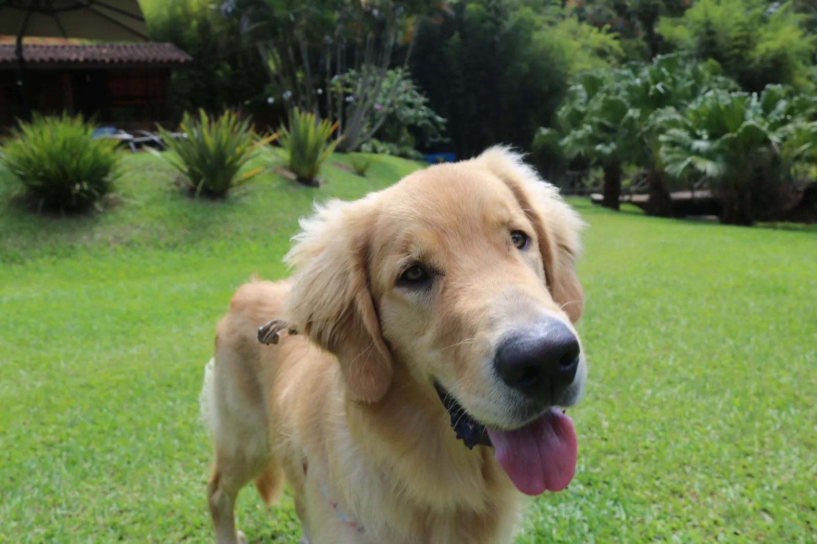 Retriever Puppy Trampled by Cow—Owner Saves Him, Then Notices Something ...