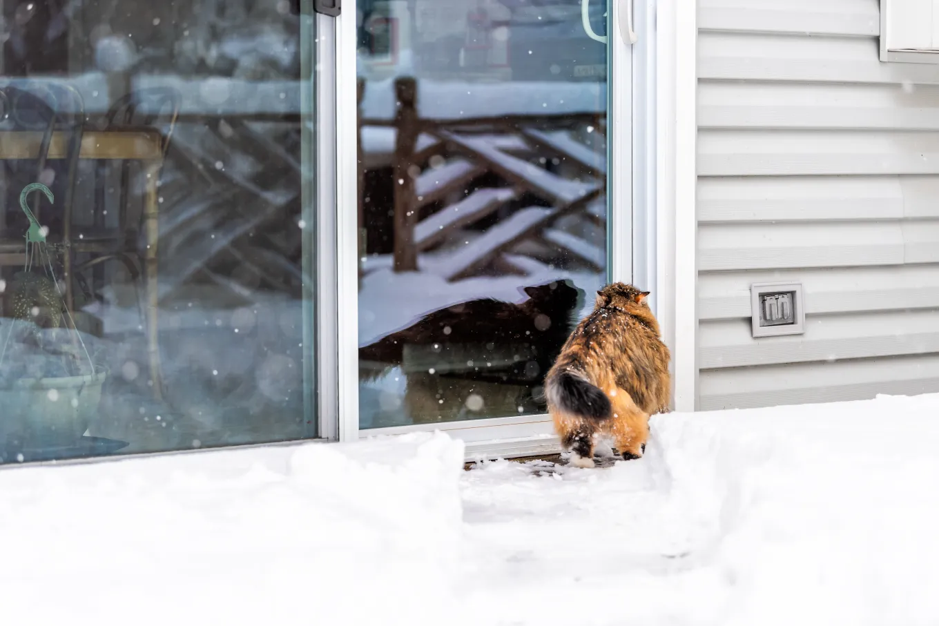 Couple Hear ‘Screaming’ at Door in Snowstorm—Stunned by Who’s Outside ...