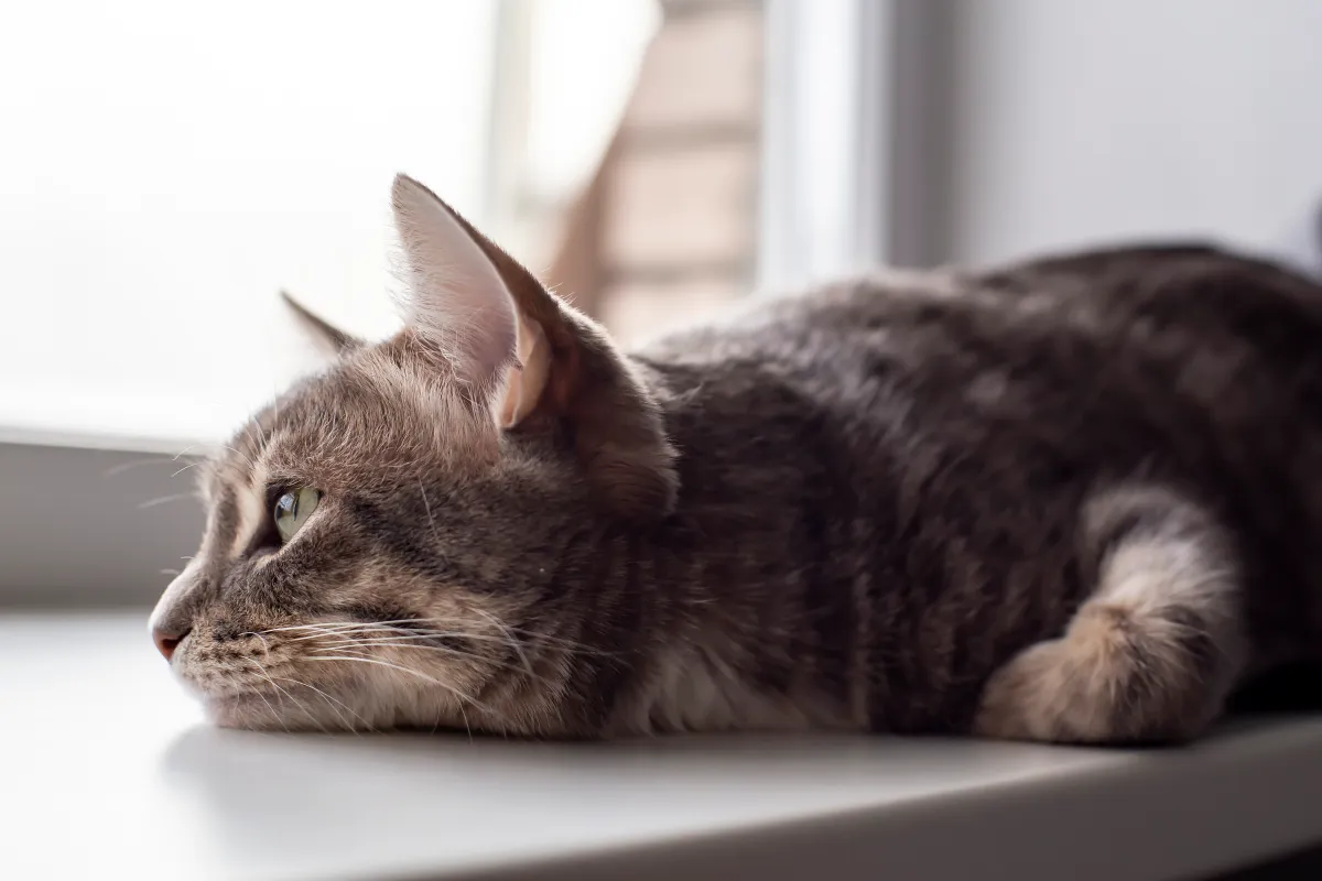 Vet Reveals How Long It Takes for a Cat To Forget You, and It’s ...