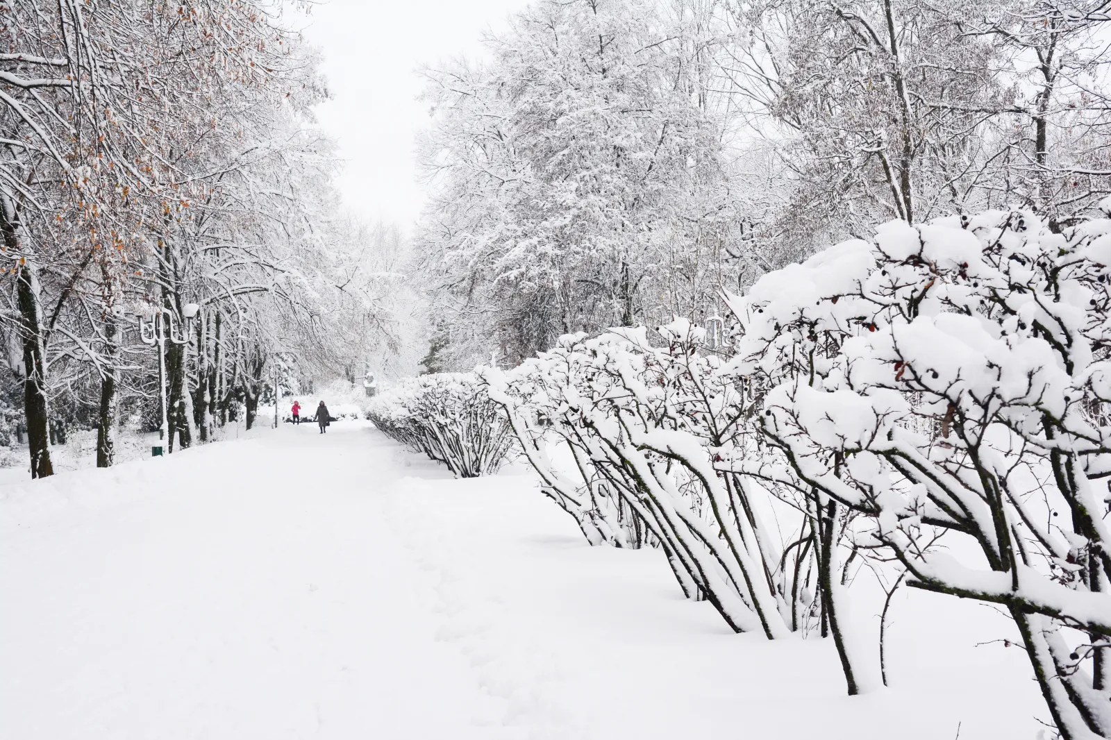Heaviest Snow in Decades to Hit Southeast From ‘Bomb Cyclone’ Storm ...