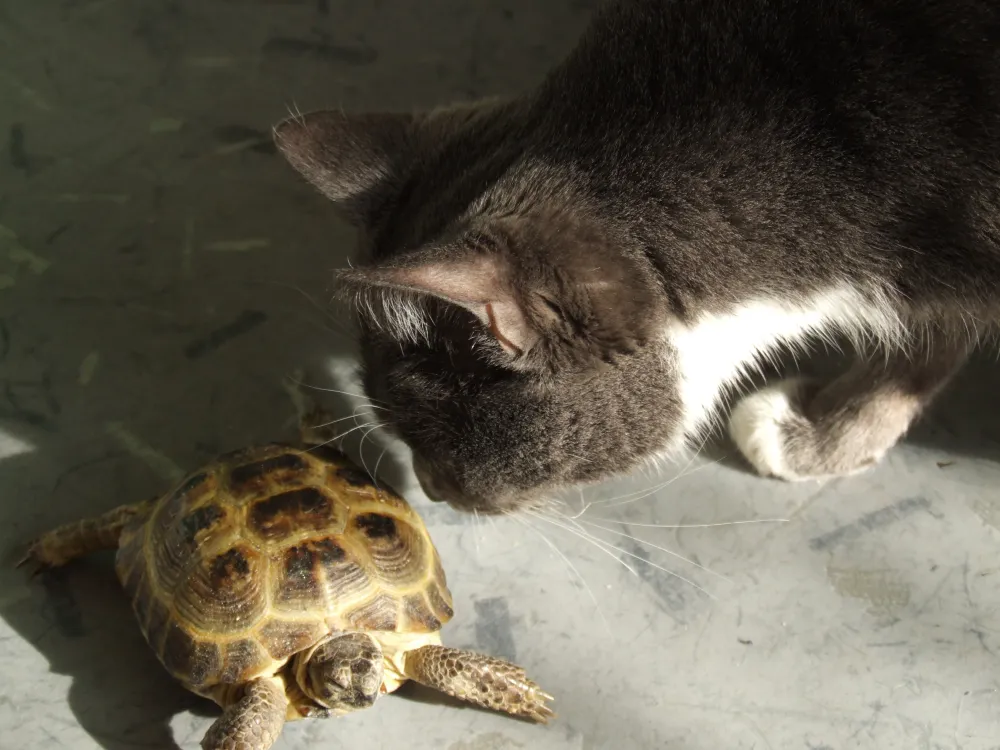 Woman Can’t Find Her Cat, Not Ready for What She Sees in Tortoise ...