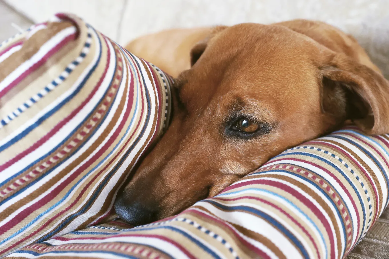 Tears at What ‘Emotional Support’ Dogs Do Whenever Woman Cries - Newsweek