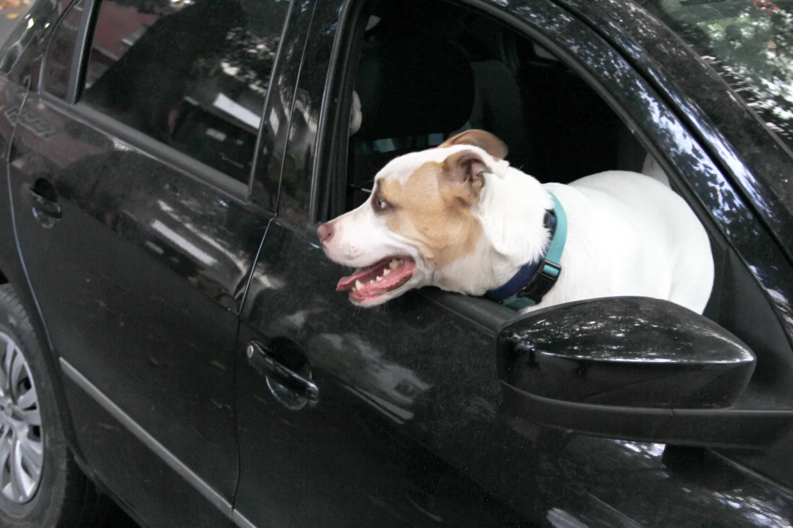 Dog Gets Head Caught in Owner’s Car Window, What Happens Next Melts ...