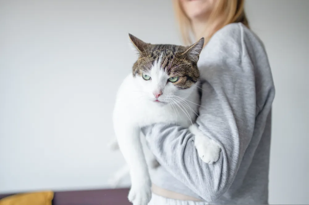 Owner Pet Sits Kitten—Cat Finds Out and Makes Feelings Clear: ‘Cheater ...