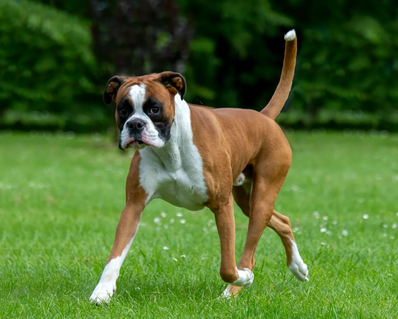 Boxer Dog Begs to Go Outside—What She Does Instead Stuns: ‘Outsmarted ...