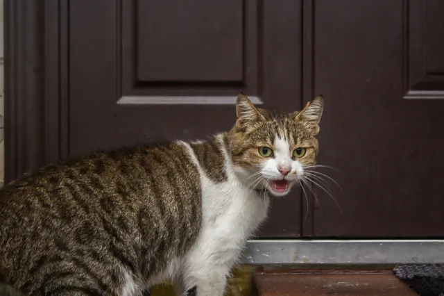 CCTV Captures Moment Indoor Cat Gets Stuck Outside, Tears Over Response ...