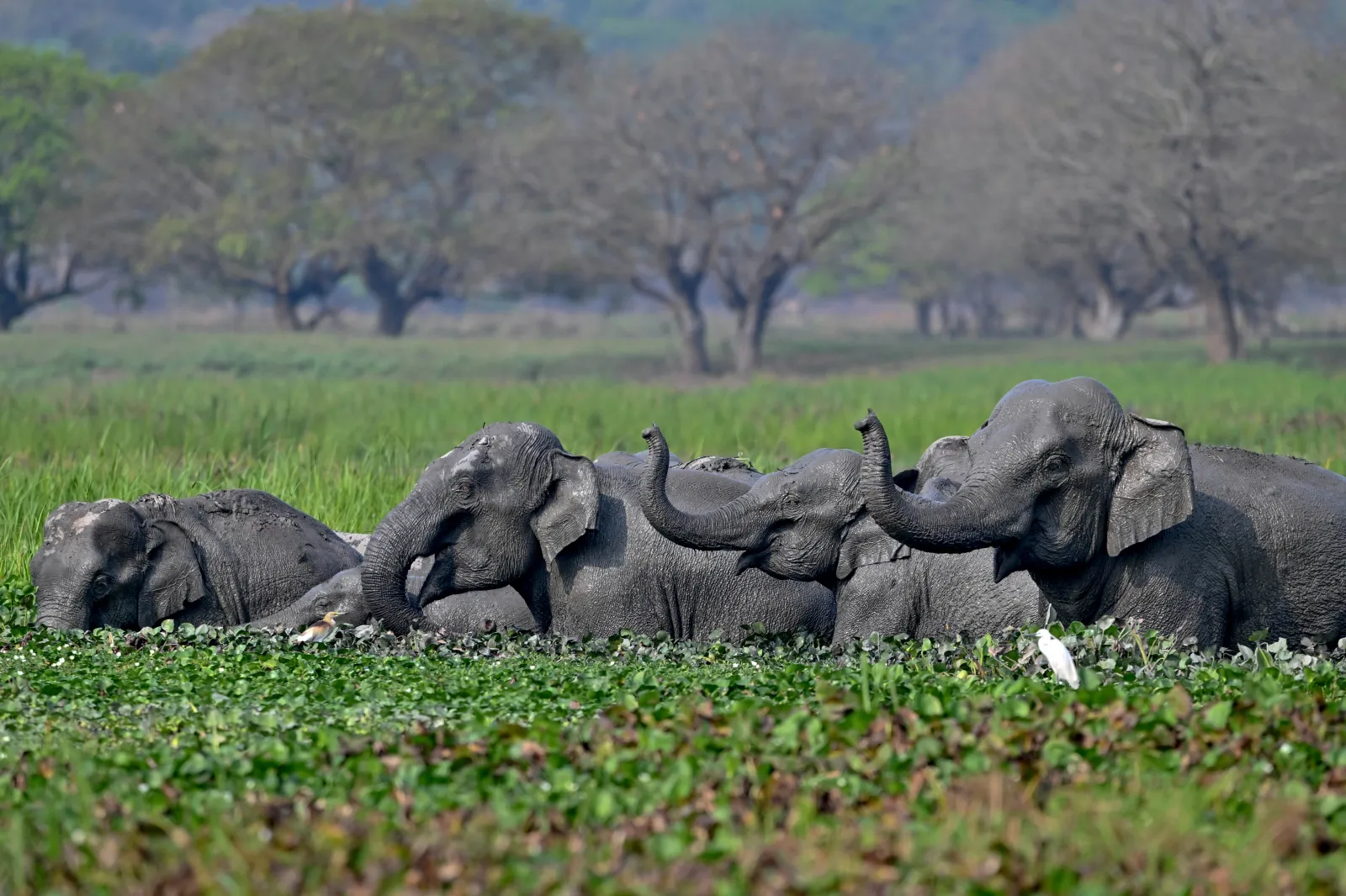 Wild elephant terrorizes small town, kills at least 20 - Newsweek