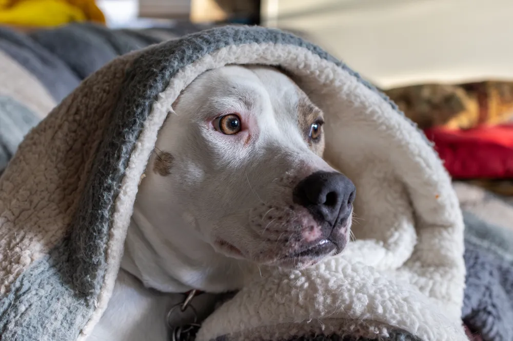 Woman Can’t Explain Why Dog Is Always Tucked in Blanket—Then She Sees ...