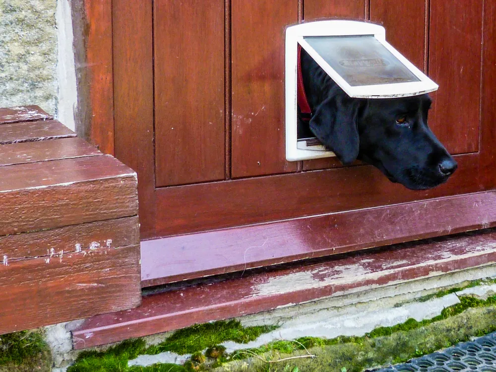 Labrador Teaches Rescue Dog To Use Pet Door, Viral Footage Melts Hearts ...