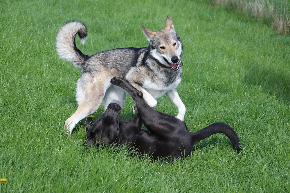 How Labrador Asks Husky Living Next Door for ‘Play Date’ Melts Hearts ...