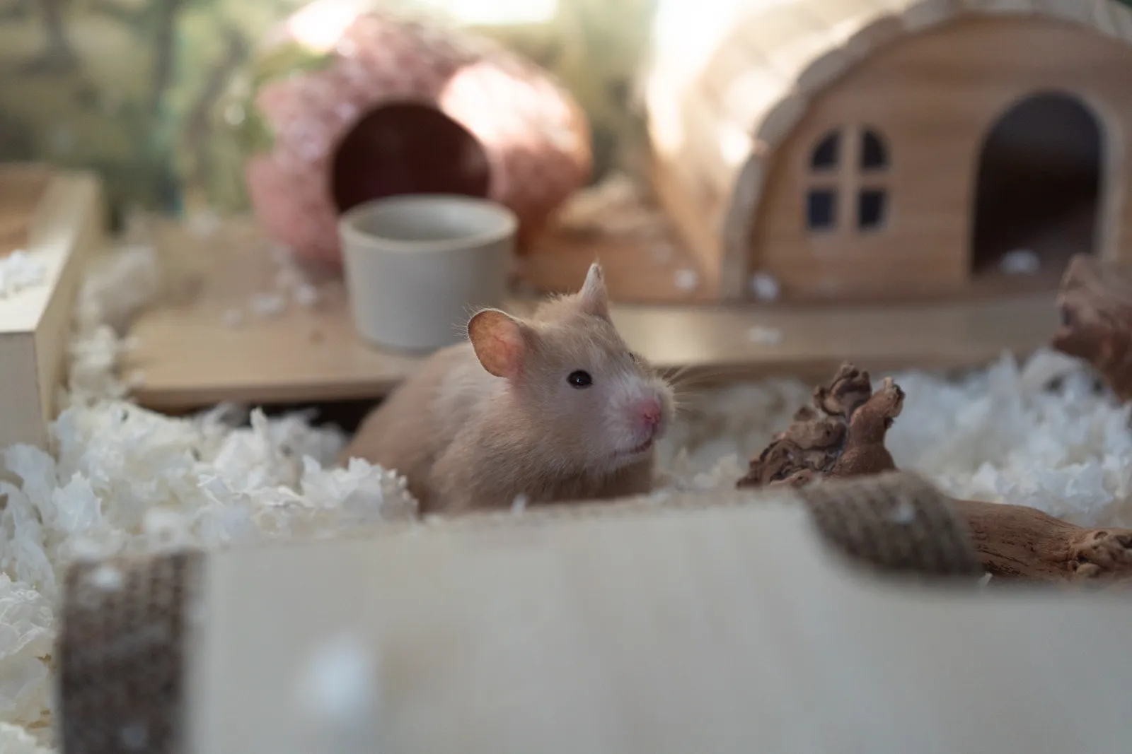 Hamster Realizes Owner Is Home, Viewers Not Prepared for His Reaction ...