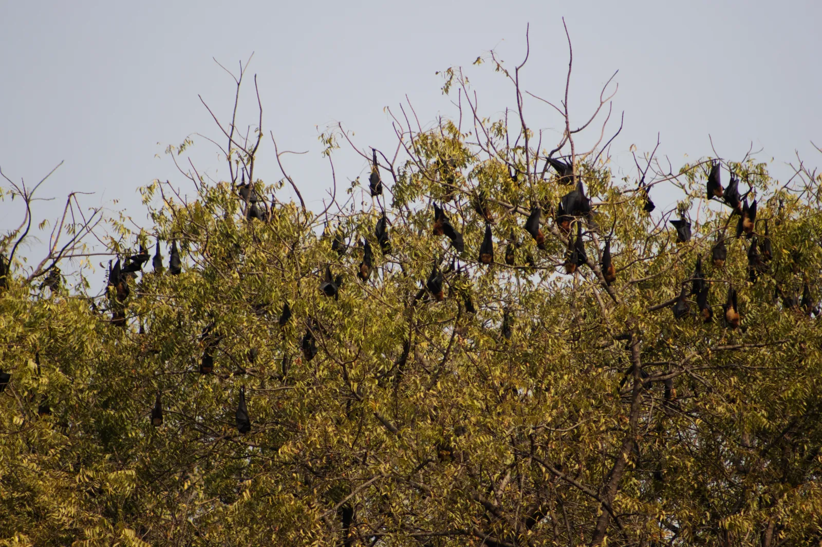 Nipah Virus Outbreak: History of the Deadly Infection - Newsweek