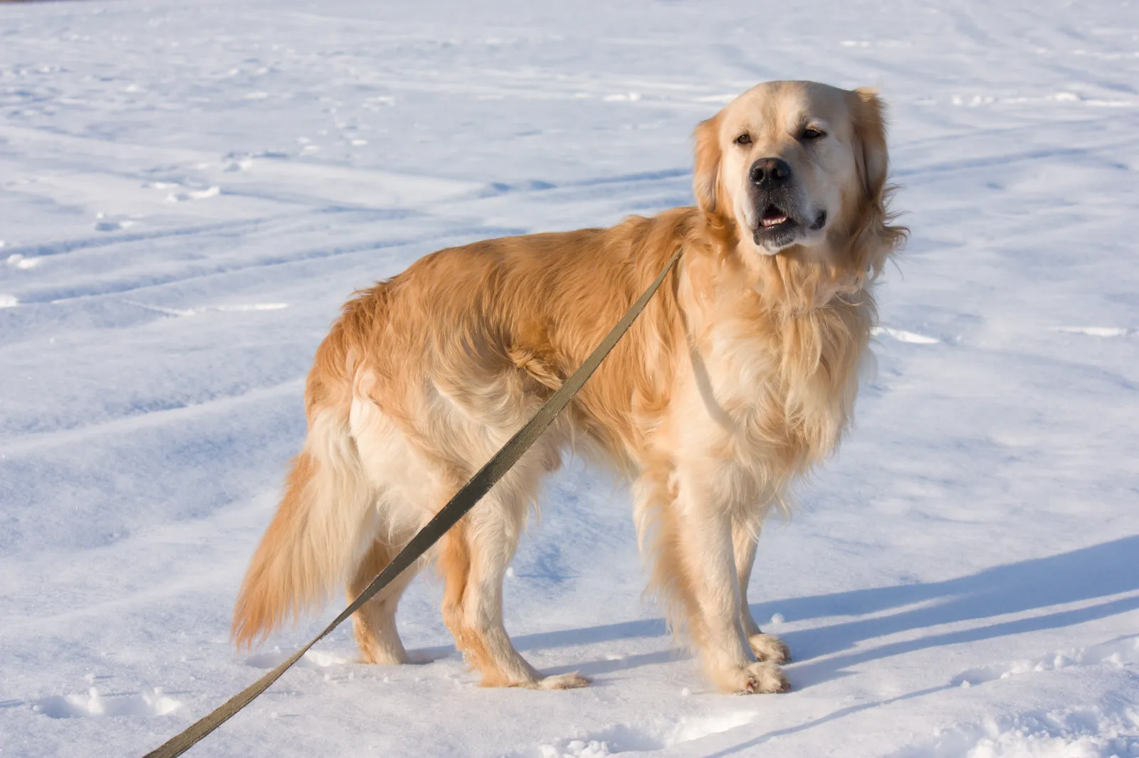 Golden Retriever Caught Sledging, Viewers Can’t Cope: ‘Pure Joy’ - Newsweek