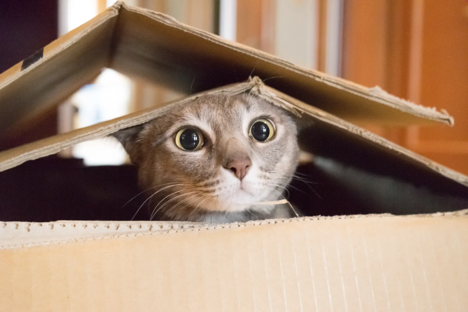 Owner Tears House Apart Looking for Cat, Hysterics Over Where She Is ...