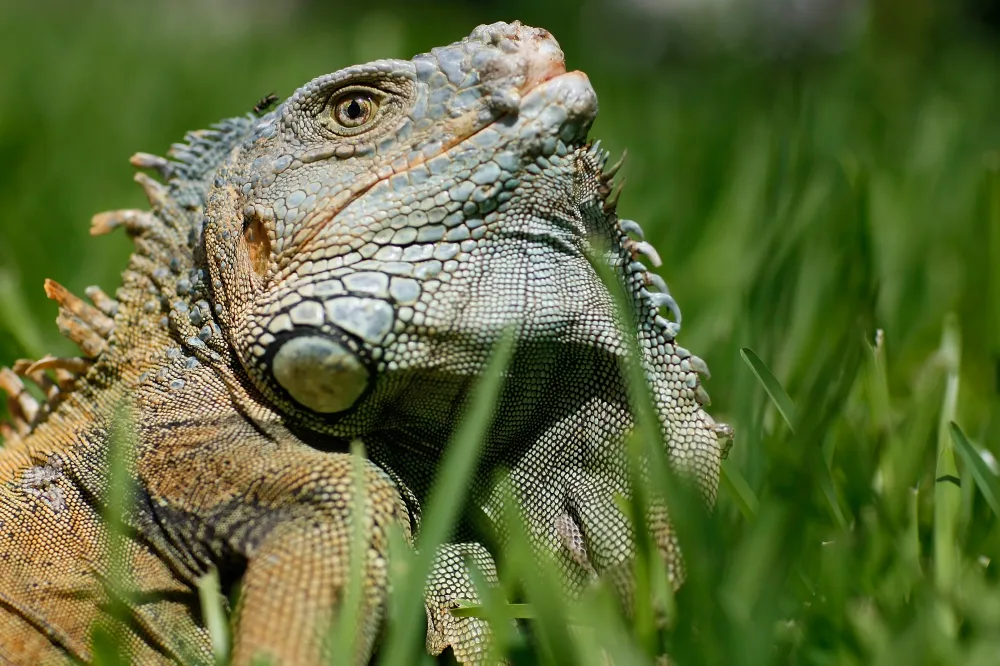 Florida Officials Issue Falling Iguana Warning Amid Plummeting ...