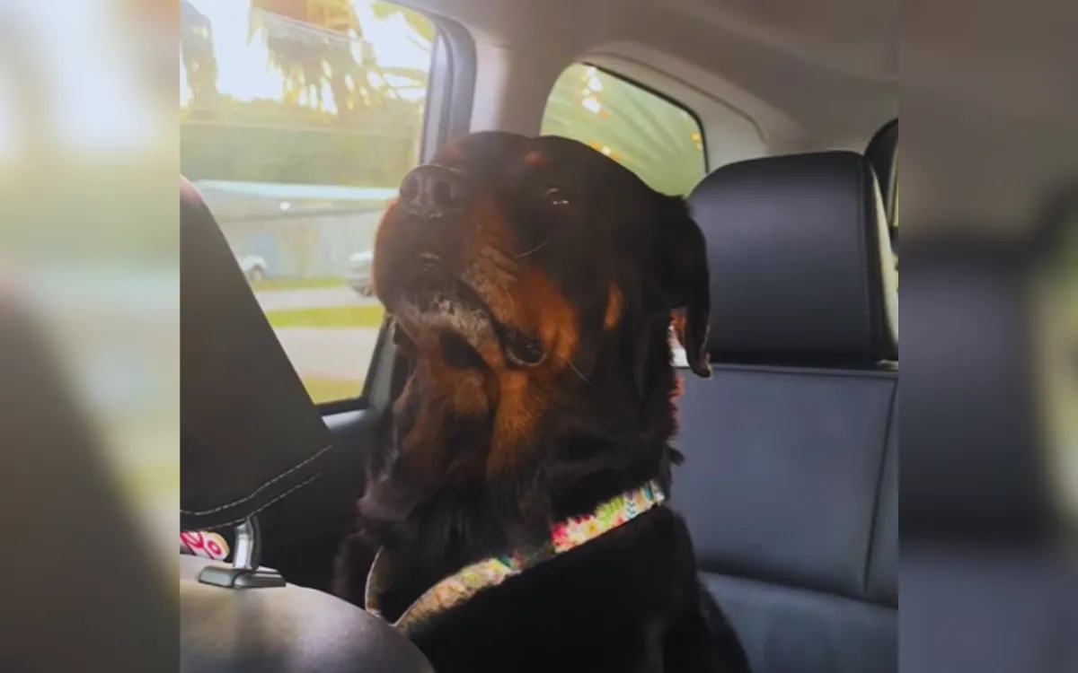 Dog’s Heartbreaking Reaction Realizing She Is Back at Shelter After Day ...