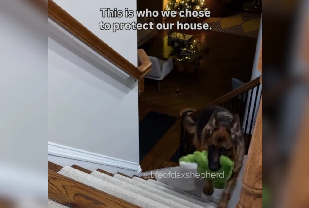 Couple Adopt German Shepherd To Protect Their Home, Then Have ...
