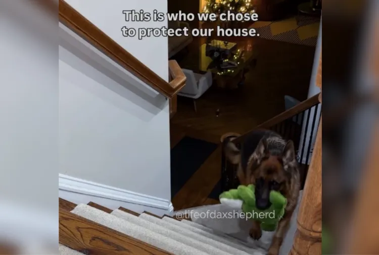 Couple Adopt German Shepherd To Protect Their Home, Then Have ...
