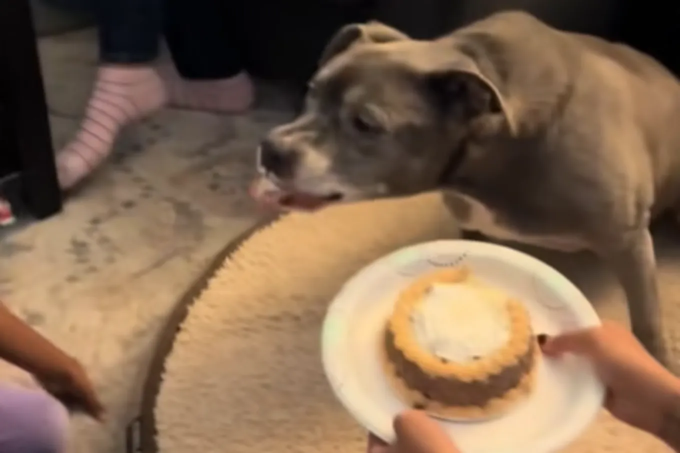 Senior dog reveals gender of owner’s baby, everyone says the same thing ...