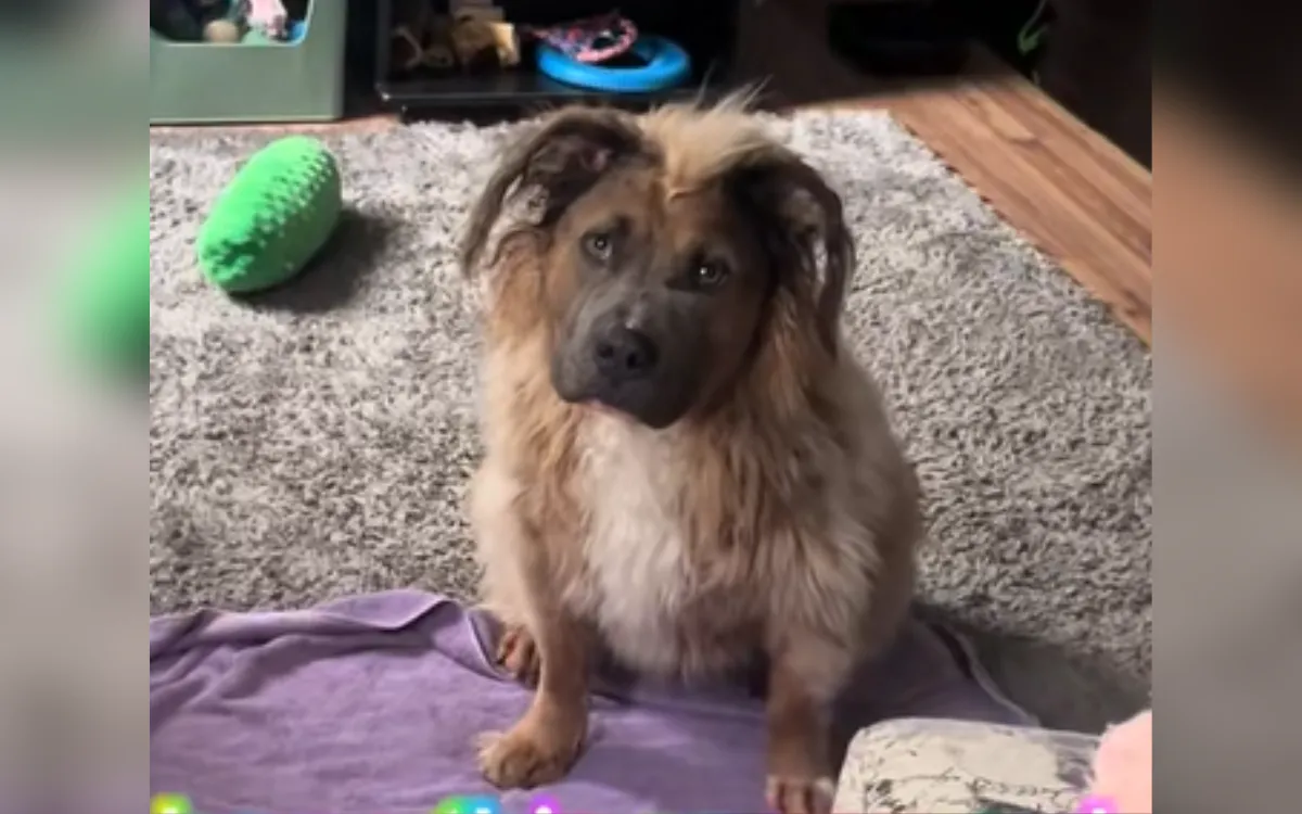 Pit Bull Born With ‘Mutated Hair Gene’—Nothing Prepares Owner for ...