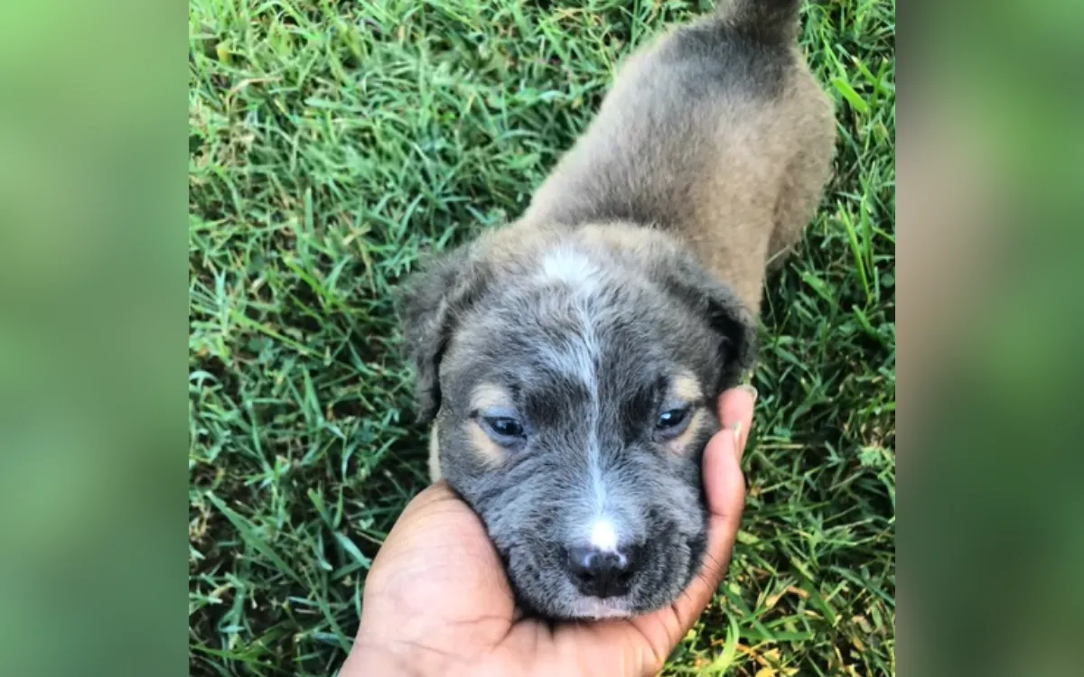 Pit Bull Born With ‘Mutated Hair Gene’—Nothing Prepares Owner for ...