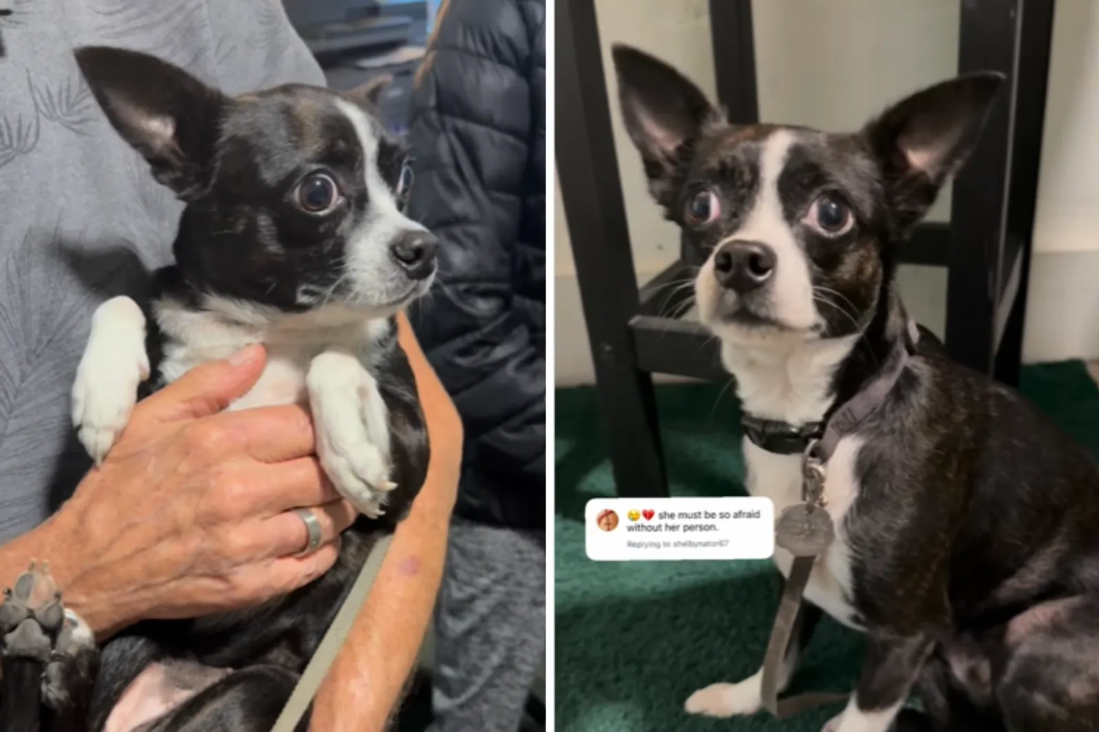Heartbroken Dog Left Behind in ‘Saddest’ Owner Surrender Shelter Has ...