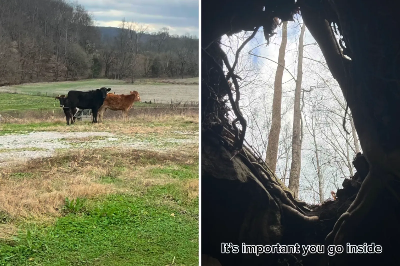 Man Finds Cavern on Tennessee Hike—Mind ‘Blown’ at What’s Hidden Inside ...
