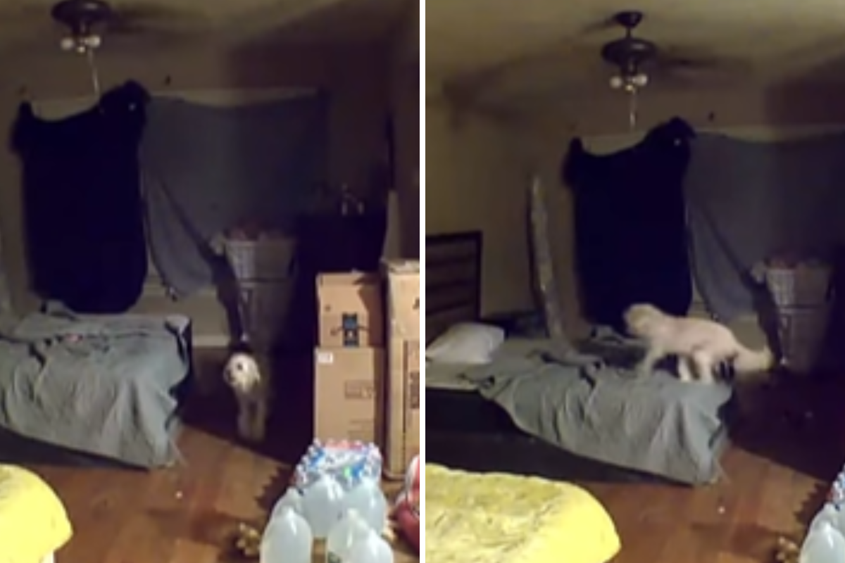 Woman Checks on Dogs While on Work Trip—Decides To Never Leave Them ...